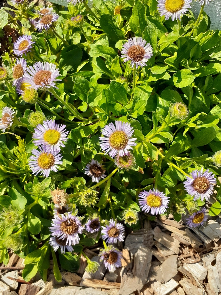 seaside daisy from Lincoln County, US-OR, US on August 11, 2020 at 11: ...