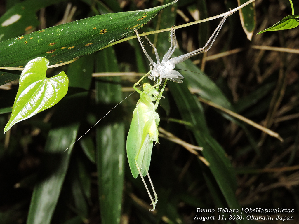 Hexacentrus from Kakemachi, Okazaki, Aichi 444-0011, Japão on August 11 ...