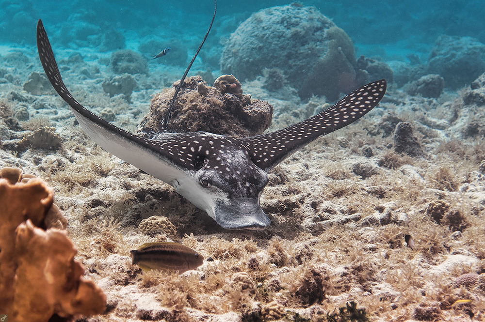 Spotted Eagle Ray (Aetobatus narinari) - Marine Life Identification