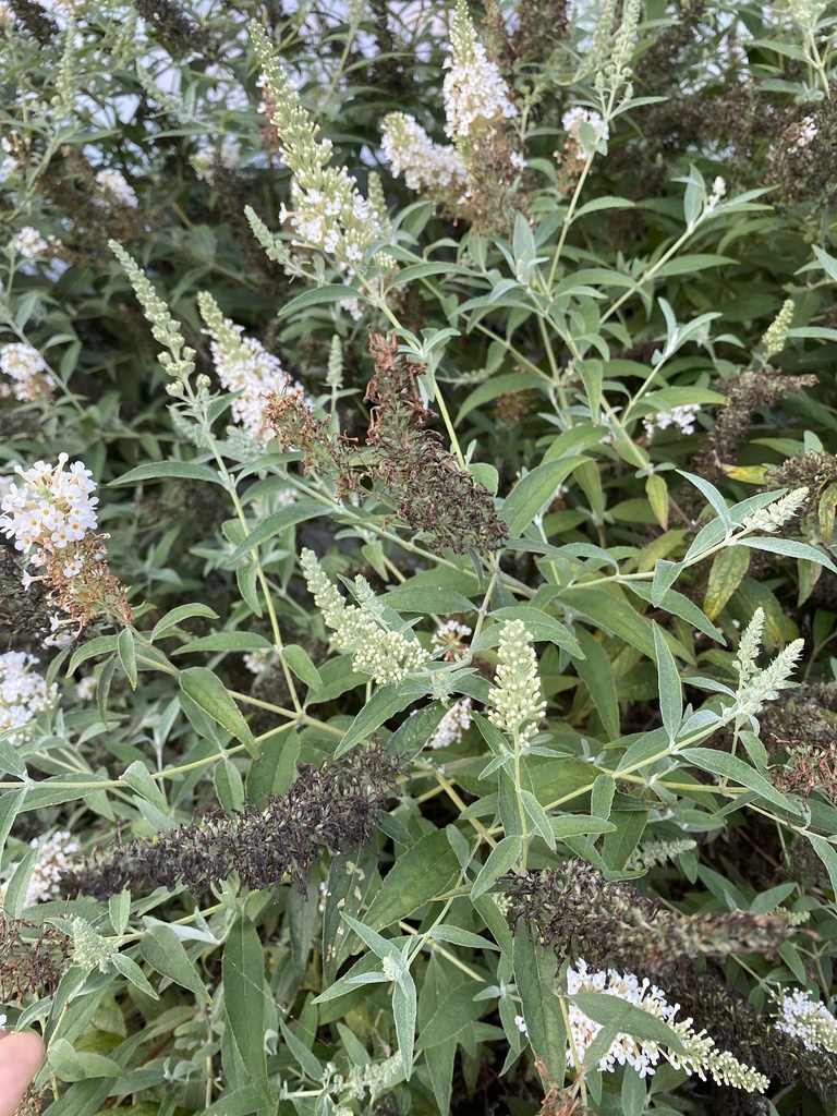 Butterfly bush from Beaver Lake, Springdale, AR, US on August 8, 2020 ...