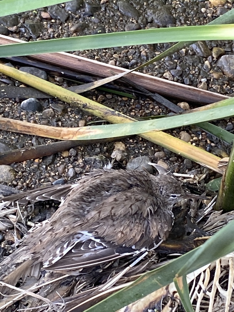 Botulism from 400th Ave, Houghton, SD, US on August 11, 2020 at 08:06 ...