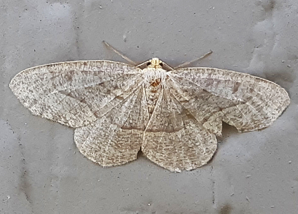 Curved-lined Looper Moth from Centre County, PA, USA on August 11, 2020 ...
