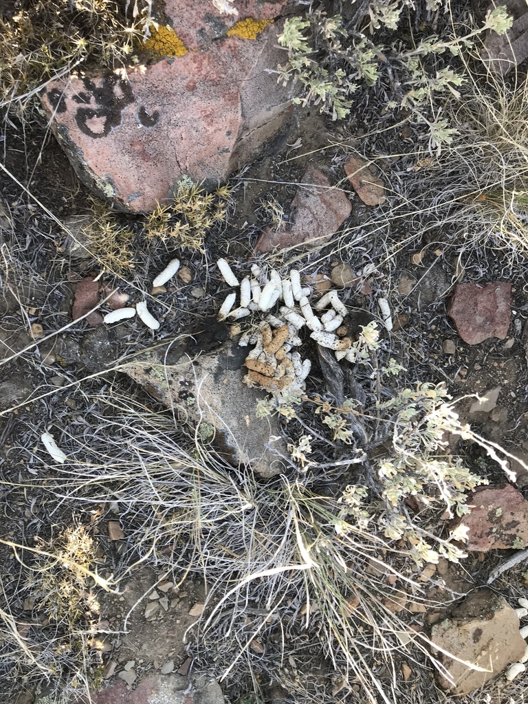 Greater Sage-Grouse in August 2020 by L Pittman. Scat. We did not see ...