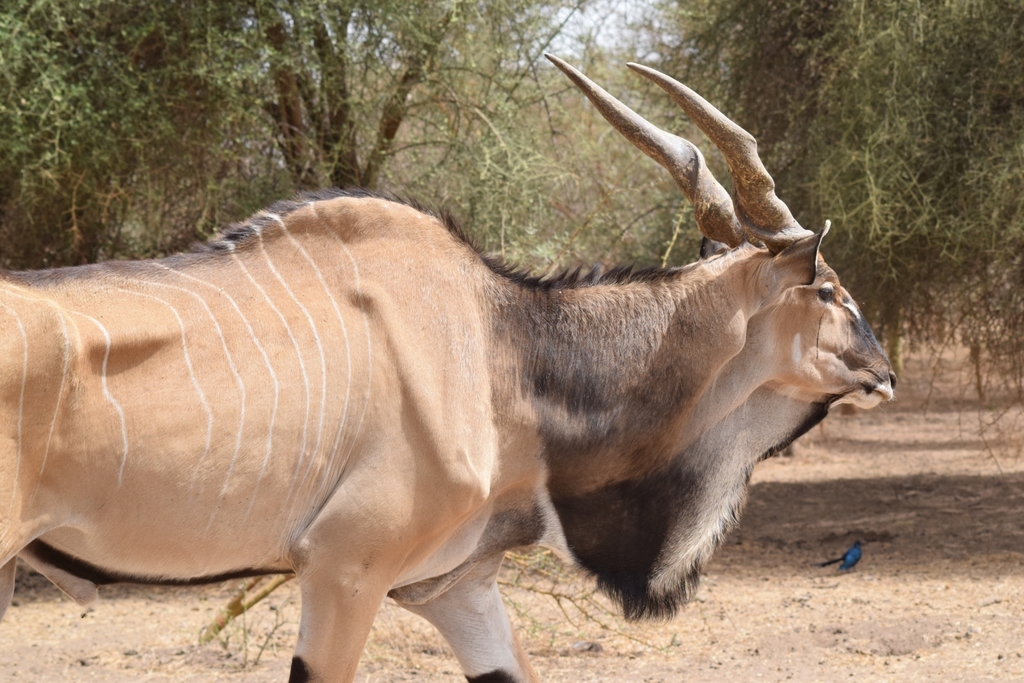 Giant Eland (Tragelaphus derbianus) - Know Your Mammals