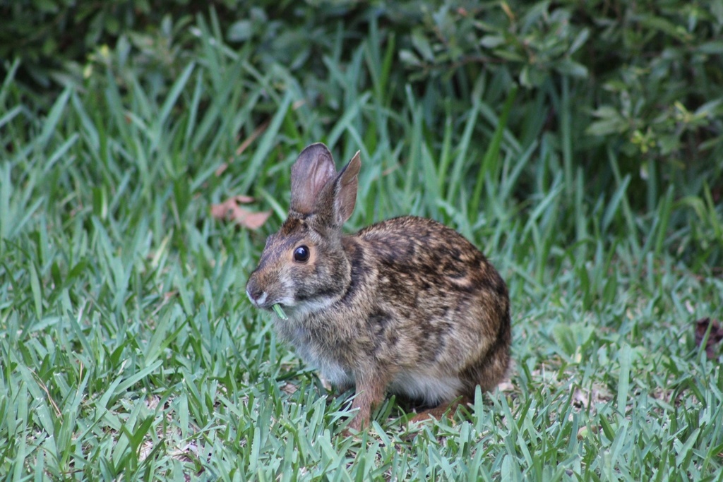 Swamp Rabbit (Sylvilagus aquaticus) - Know Your Mammals