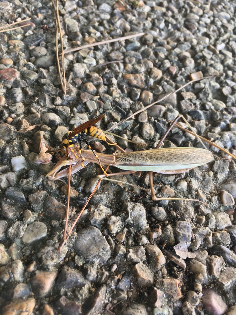 Rothney's Paper Wasp from 和泉町宮下, 安城市, 愛知県, JP on August 12, 2020 at 07: ...