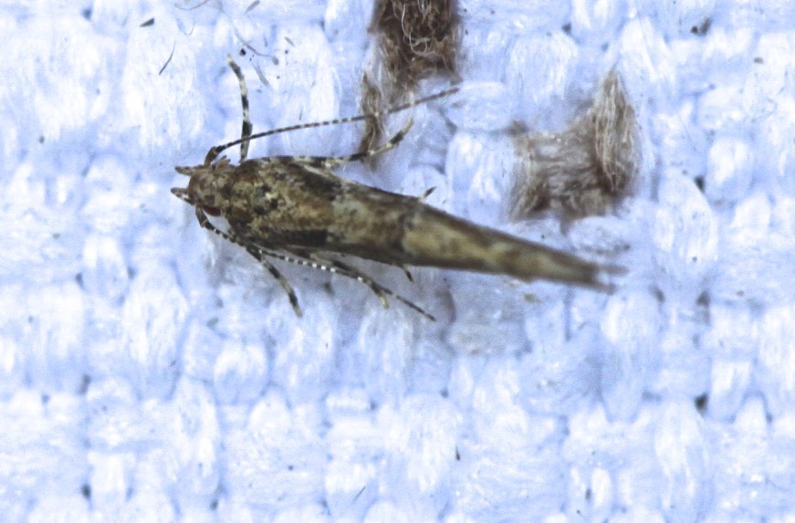 Anatrachyntis rileyi (Walsingham, 1882)