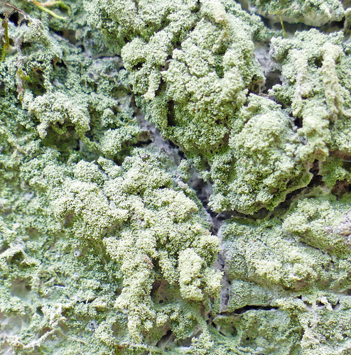 Phyllopsora isidiotyla · iNaturalist