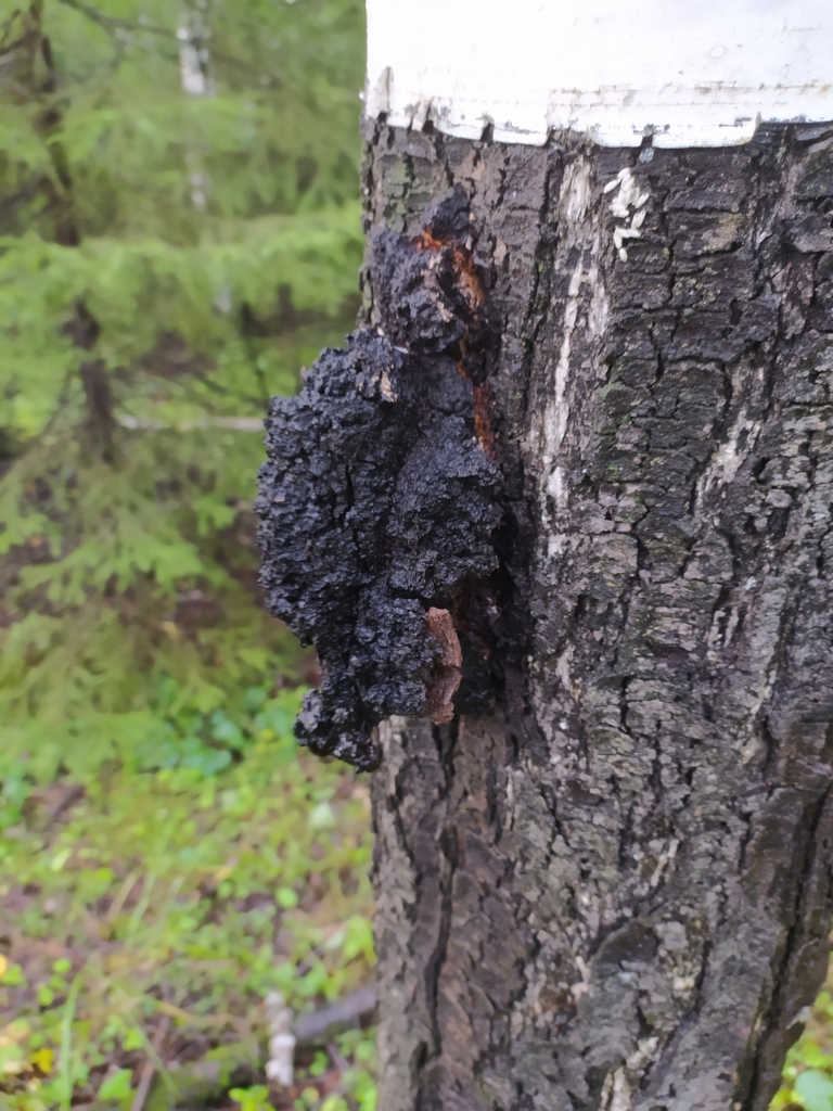 chaga from Свердловская обл., Россия, 624779 on August 11, 2020 at 07: ...