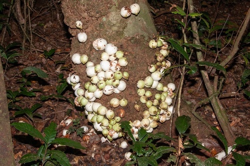 bumpy satinash (Syzygium cormiflorum) · iNaturalist Australia