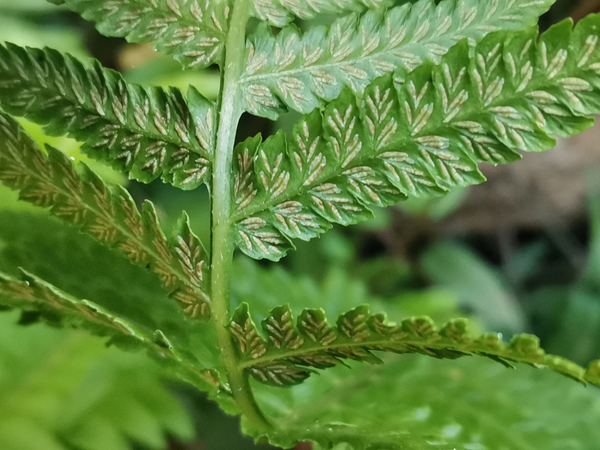 Deparia japonica (Thunb.) M.Kato