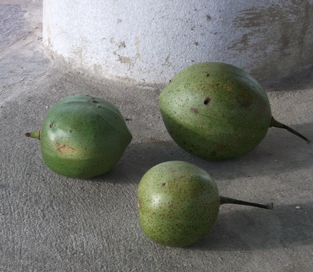 black calabash from La Yagua, Villa Magante 56000, Dominican Republic ...