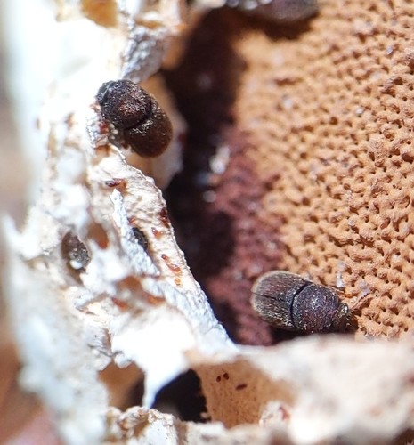 Plesiocis cribrum · iNaturalist Mexico