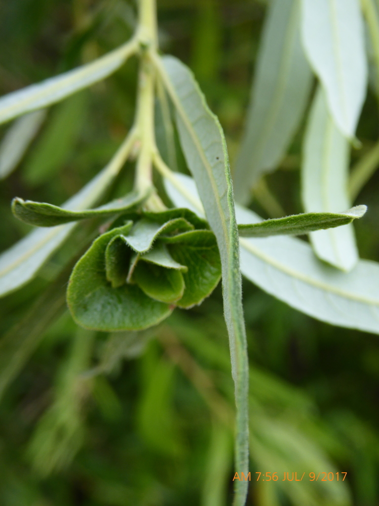 Arroyo Willow from San Diego County, CA, USA on July 9, 2017 at 08:56 ...