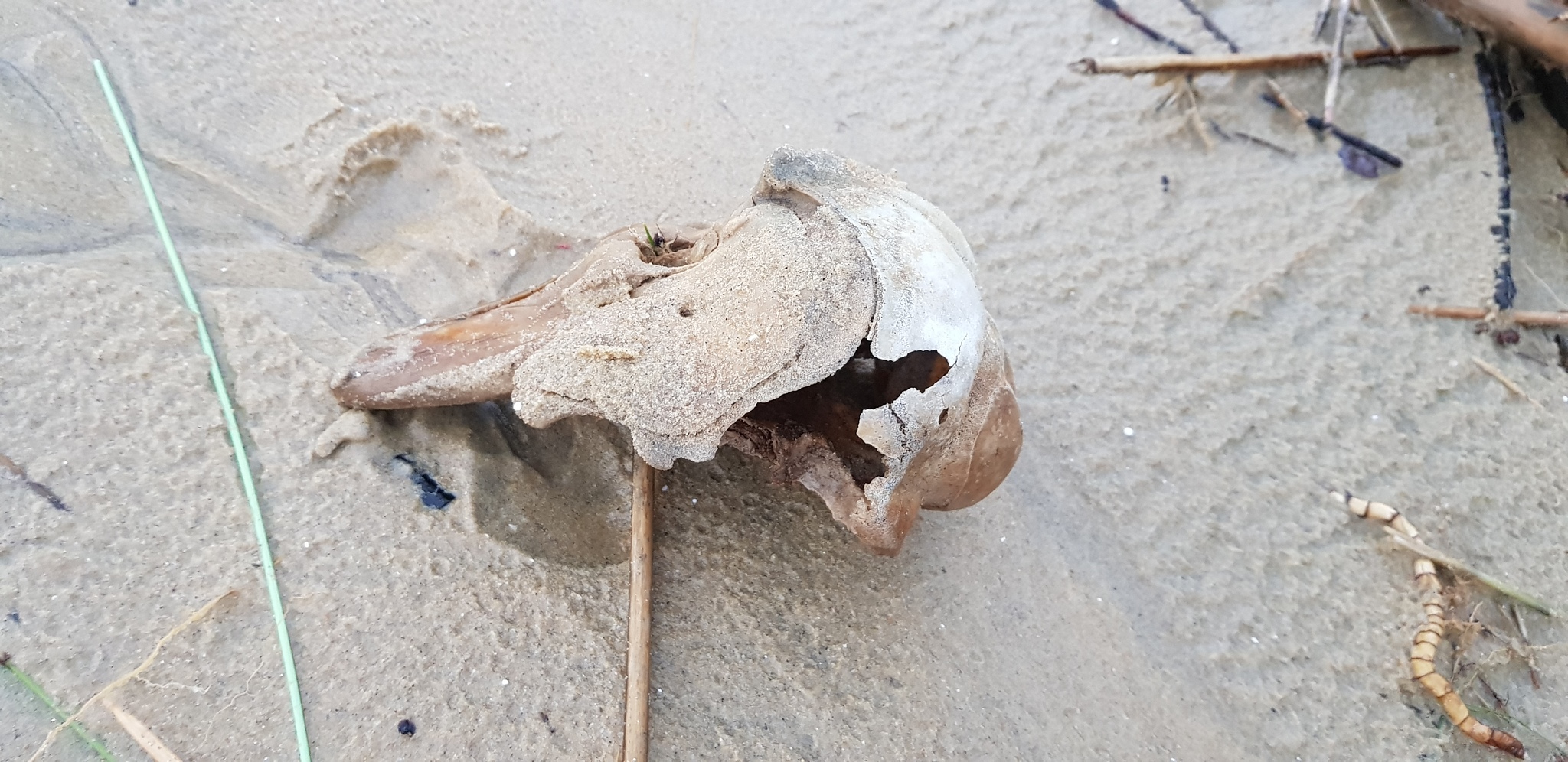 Neophocaena sunameri Pilleri & Gihr, 1975