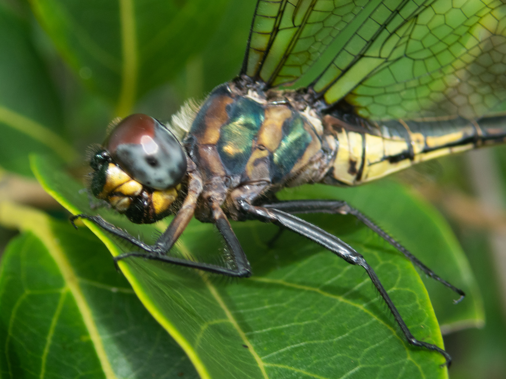 Emerald Cascader from Jardine's Lookout, Hong Kong on August 11, 2020 ...