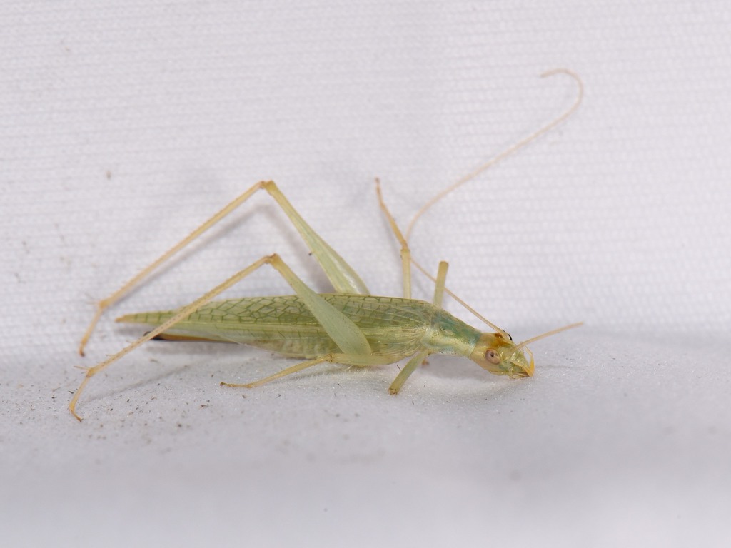 Common Tree Crickets from Williamson County, TX, USA on August 11, 2020 ...