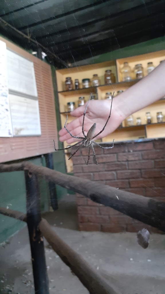 Funnelweb Spiders from Umzingwane, Zimbabwe on August 10, 2020 at 04:12 ...
