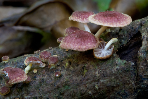 Section Crinipellis sect iodopinae · iNaturalist