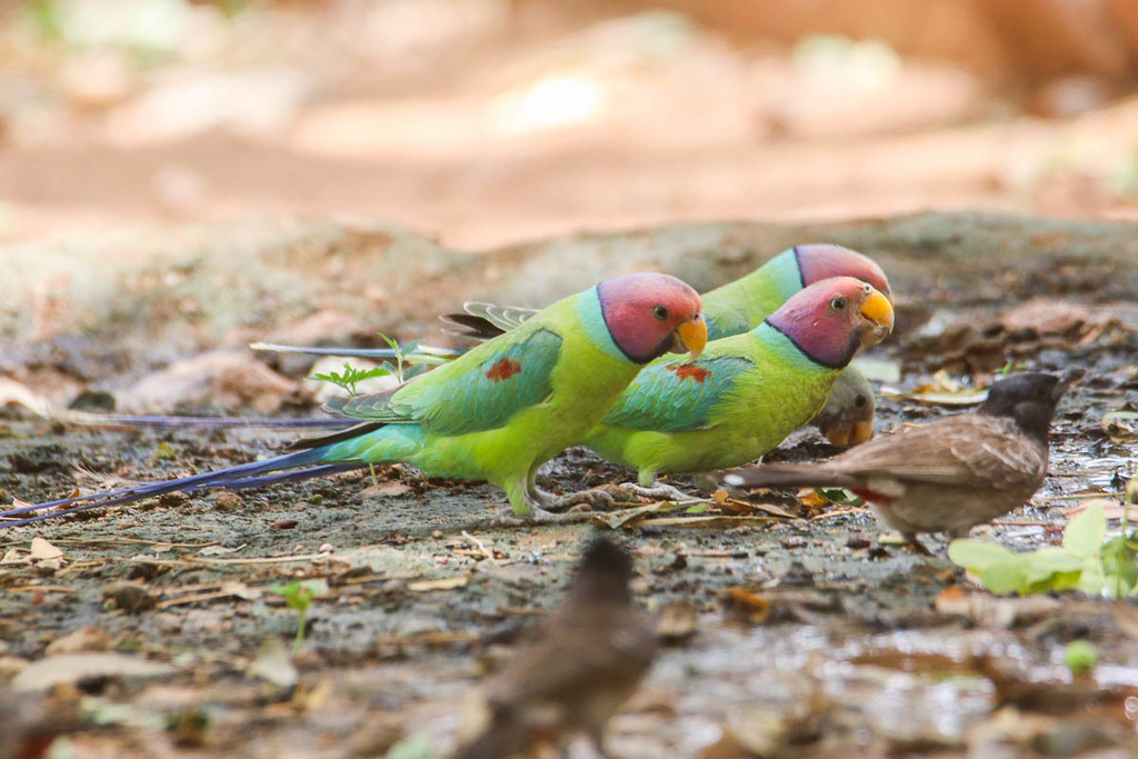 Plum-headed Parakeet from Rajasthan, India on May 28, 2018 at 12:51 PM ...