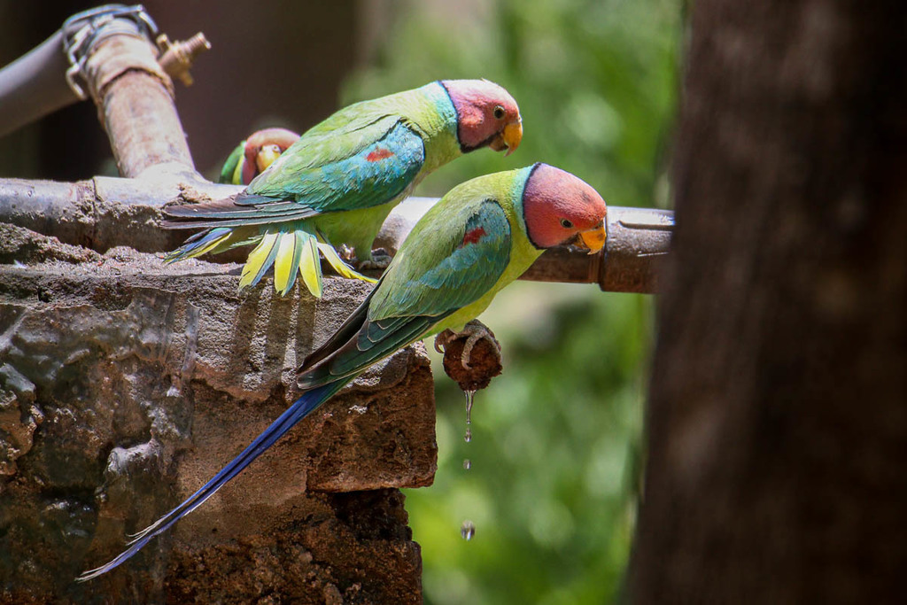 Plum-headed Parakeet from Rajasthan, India on May 29, 2018 at 11:55 AM ...