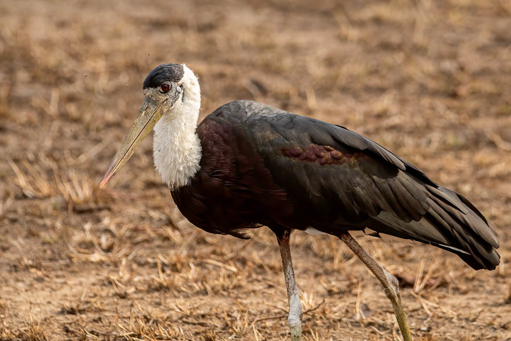 Asian Woolly-necked Stork (Common Grasses of Chhattisgarh, India ...