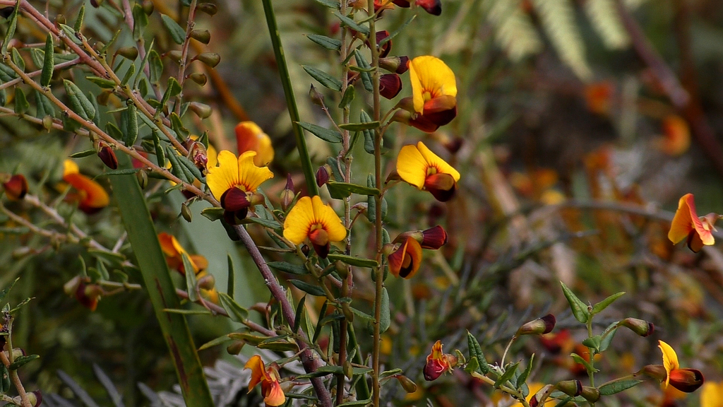 Showy Bossiaea (Bossiaea cinerea) - Botanical Realm