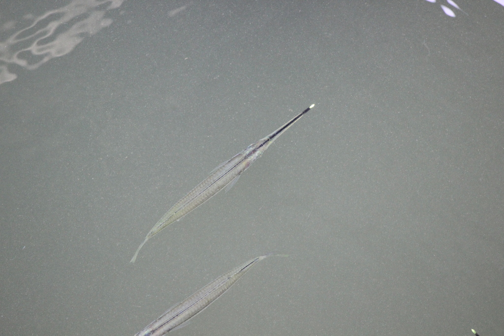 Northern River Garfish (Zenarchopterus buffonis) - Marine Life ...