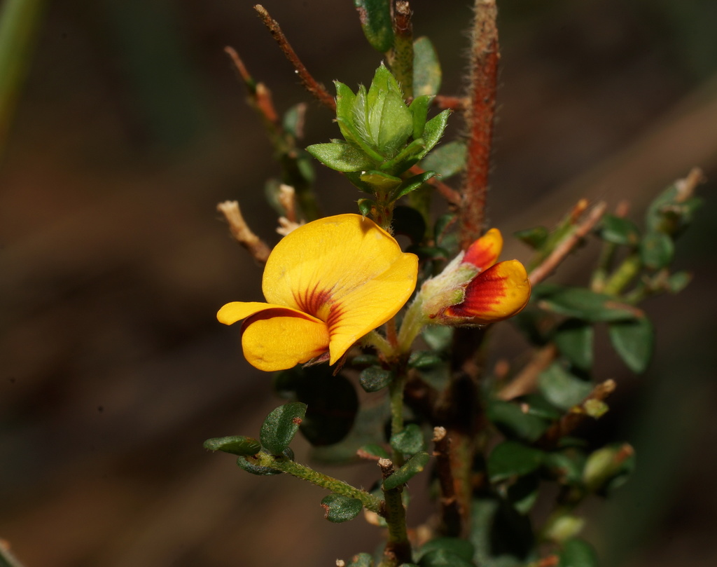 Golden Bush-pea from Baluk Willam, Belgrave South VIC AU on September ...