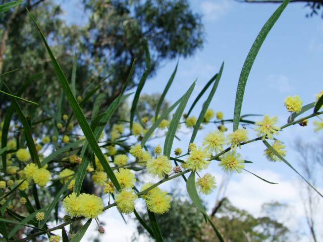 Cinnamon Wattle (Native Flora of the Victorian Volcanic Plains Part 1 ...