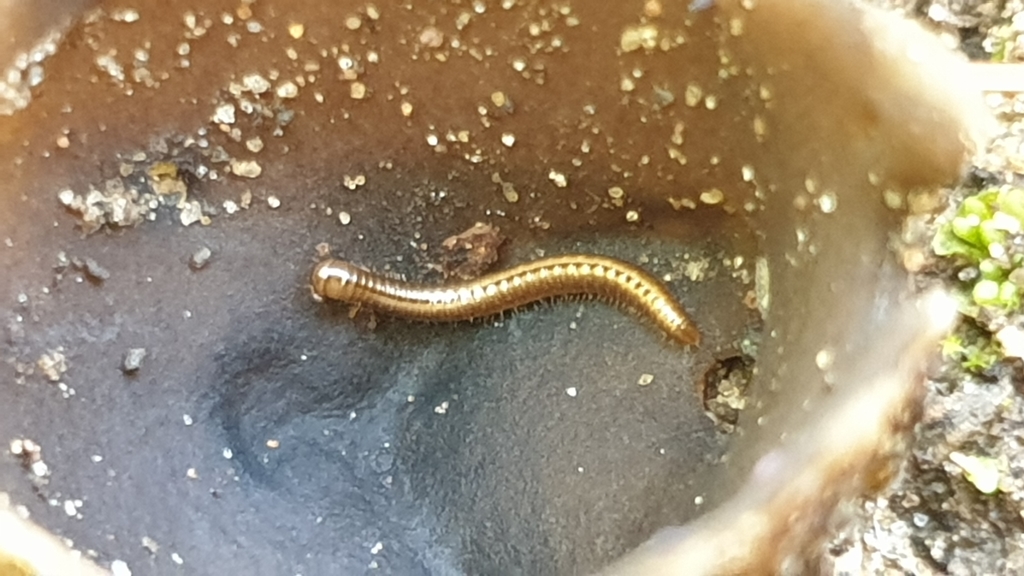 Brachyiulus pusillus from Adelaide SA 5000, Australia on August 12 ...