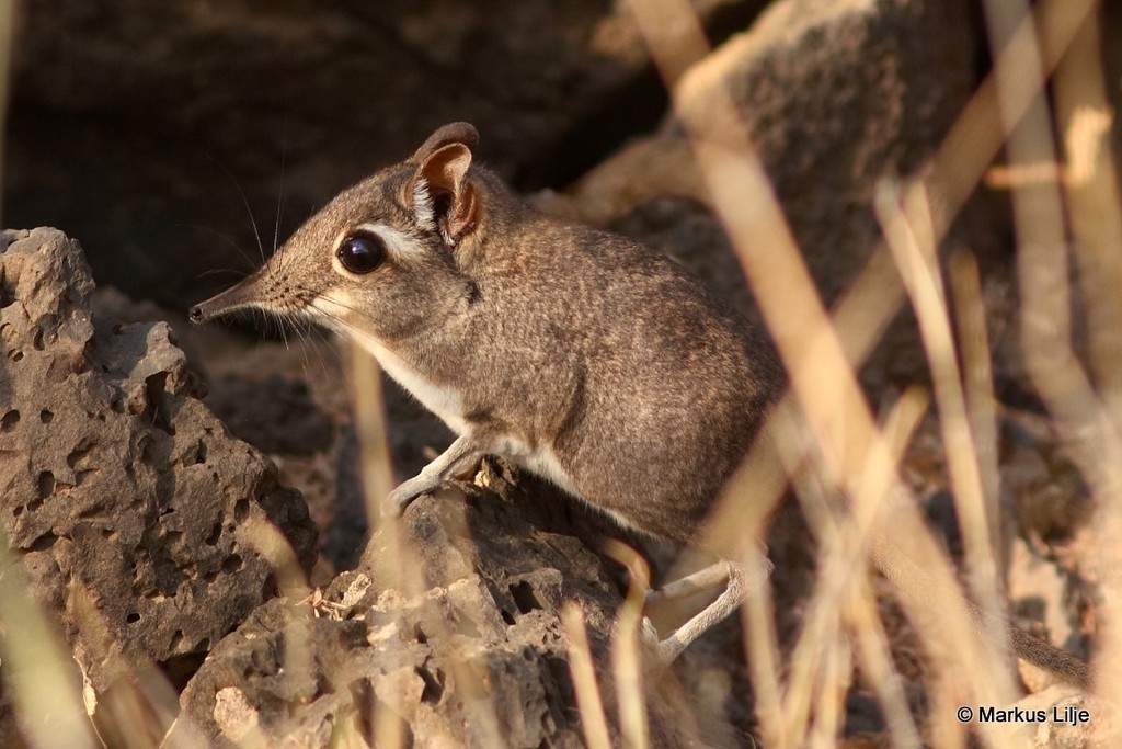 Sengis (Macroscelididae) - Know Your Mammals