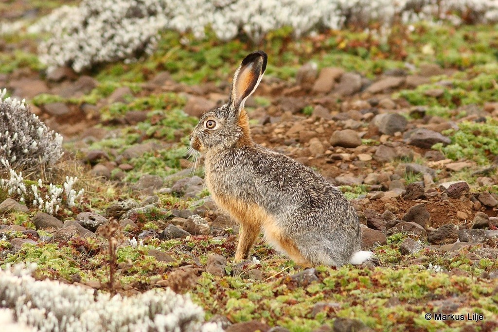 Ethiopian Highland Hare (Lepus starcki) - Know Your Mammals