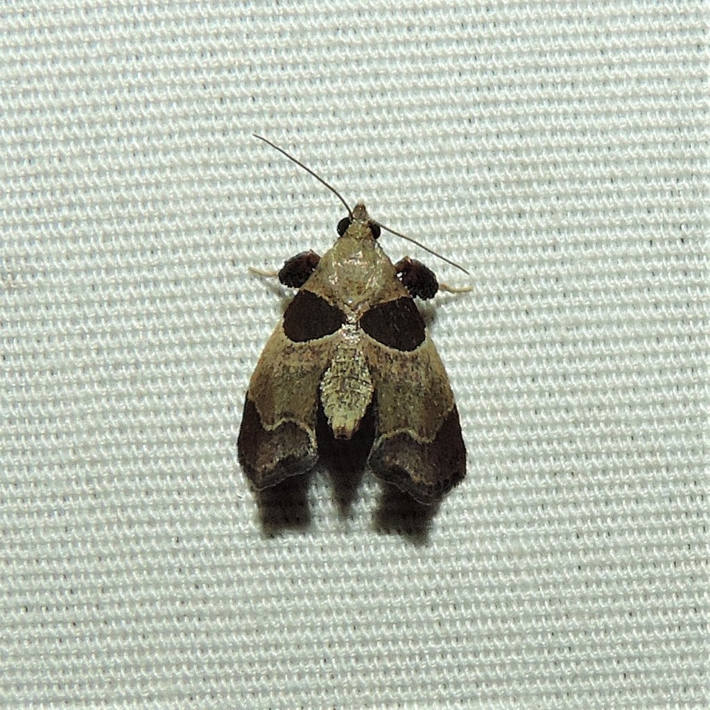 Dimorphic Tosale Moth from Howard County, MD, USA on August 8, 2020 at ...