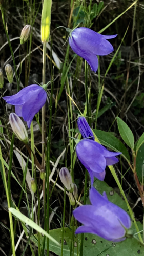 Variedad Campanula rotundifolia alaskana · iNaturalist Mexico Variedad Campanula rotundifolia alaskana · iNaturalist Mexico