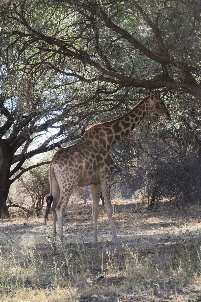 Namibian Giraffe in July 2016 by dierkesp · iNaturalist