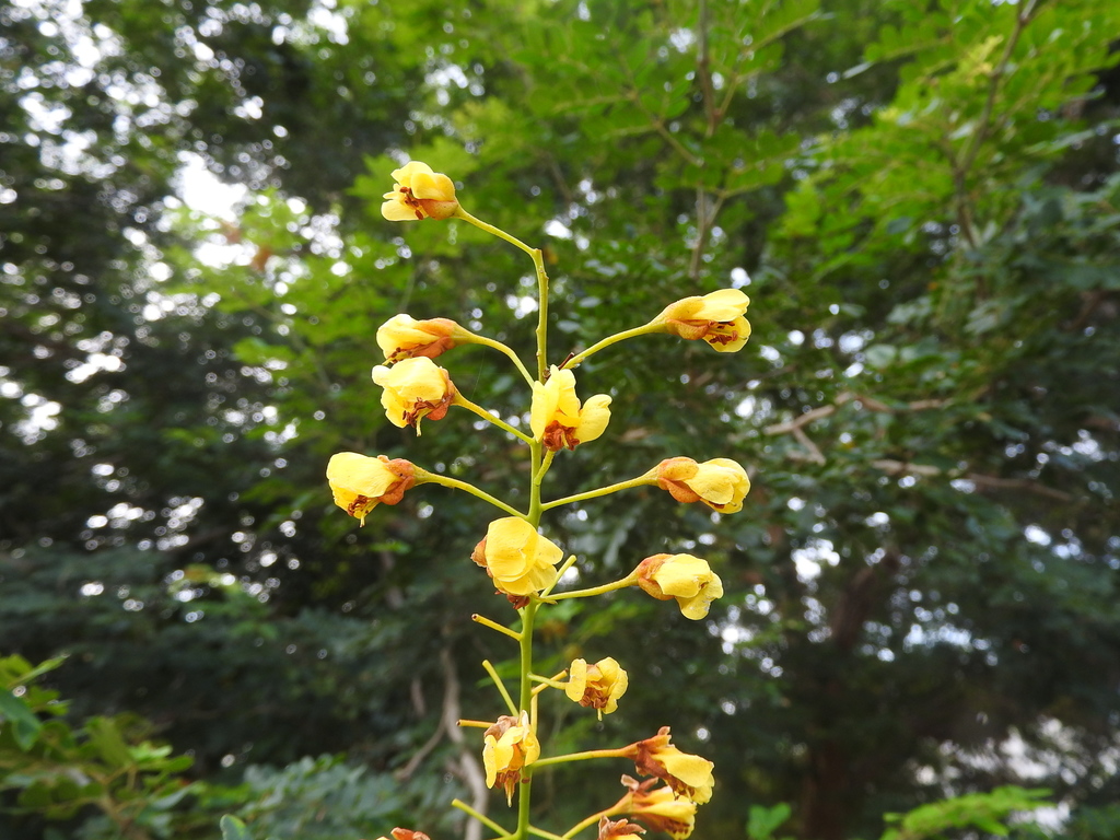 Cenostigma gaumeri from Zona Industrial, Mérida, Yuc., México on August ...
