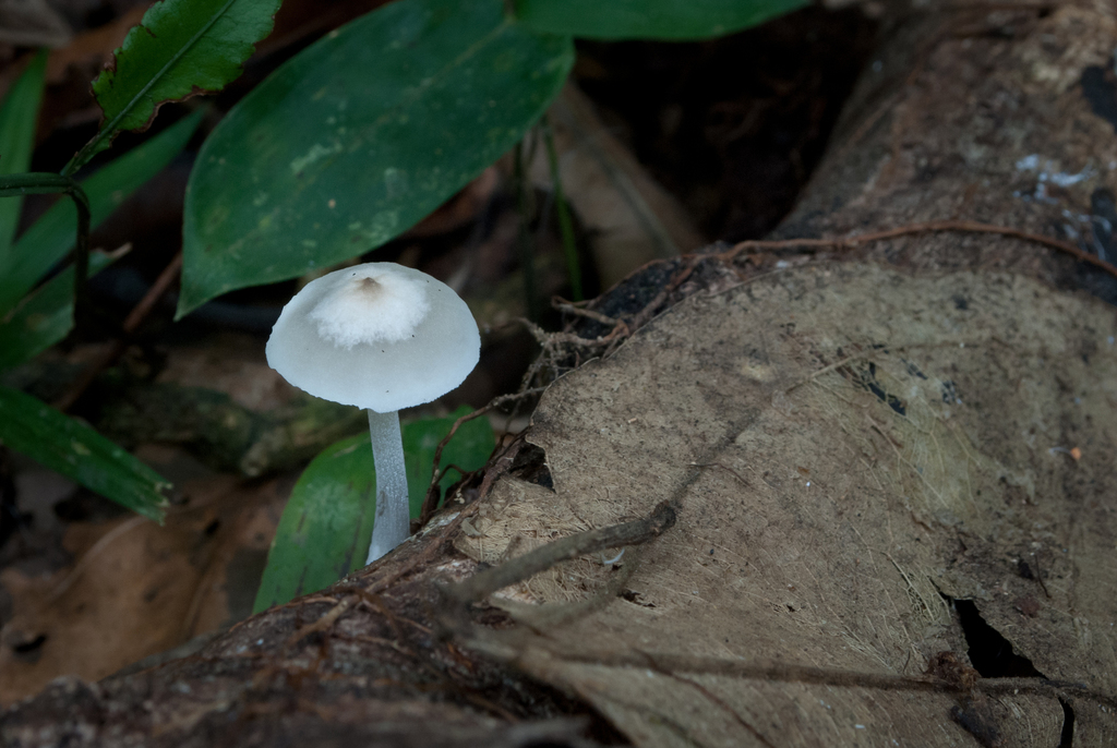 Filoboletus gracilis from Wichi Trail, Chalalán Ecolodge, Madidi ...