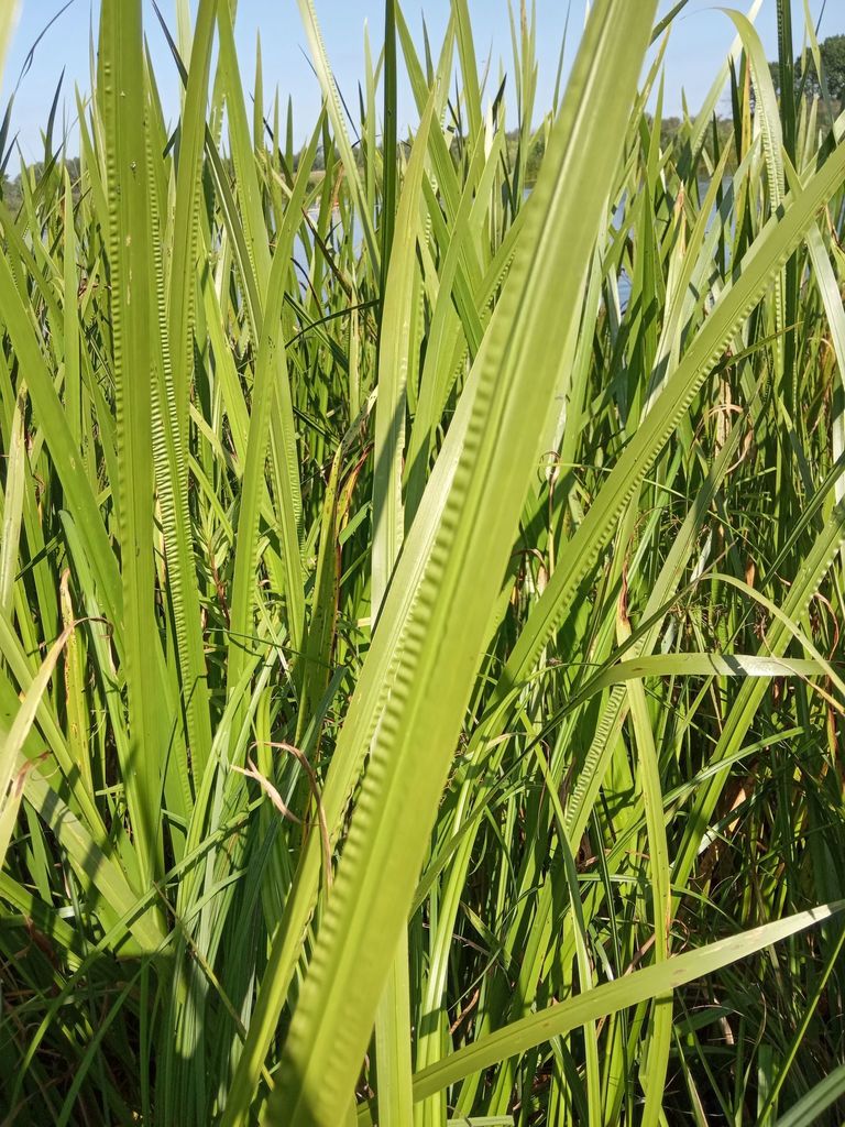 Sweet-Flags (Acorales) - Botanical Realm