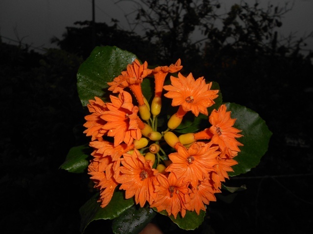 ziricote from chetumal on May 29, 2012 at 06:40 AM by Marcos Millan ...