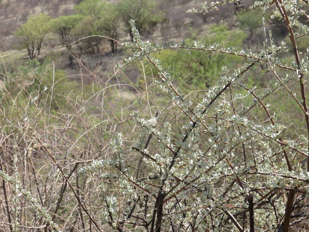 Silver-Leaved Wormbush from Kunene, Namibia on August 2, 2016 at 02:42 ...