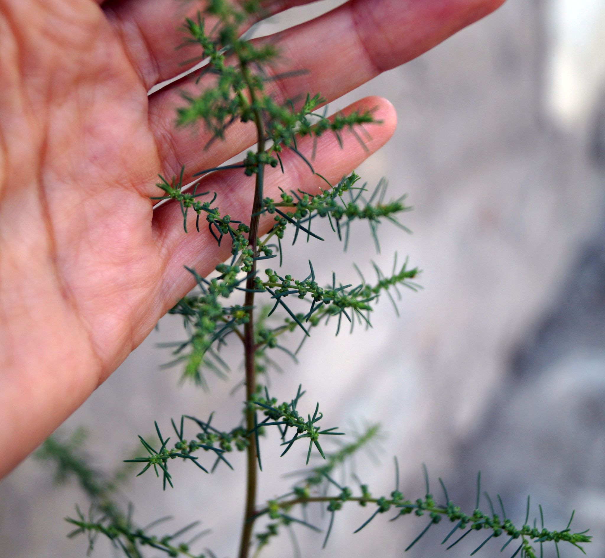 Suaeda altissima (L.) Pall.