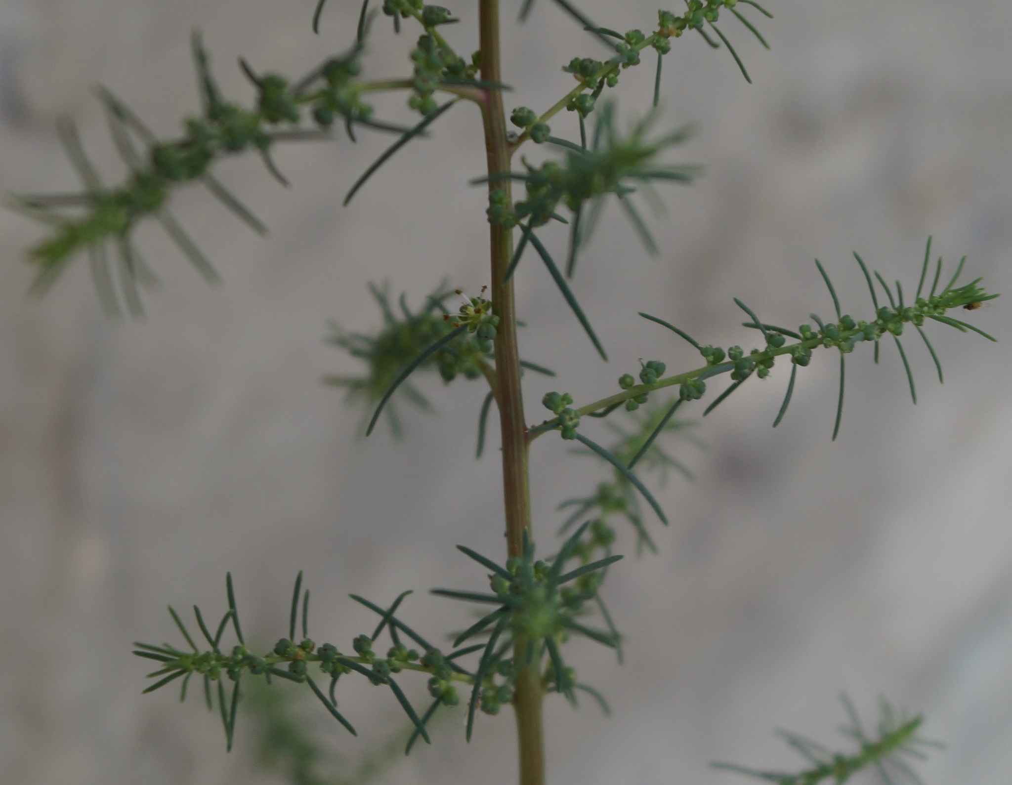 Suaeda altissima (L.) Pall.