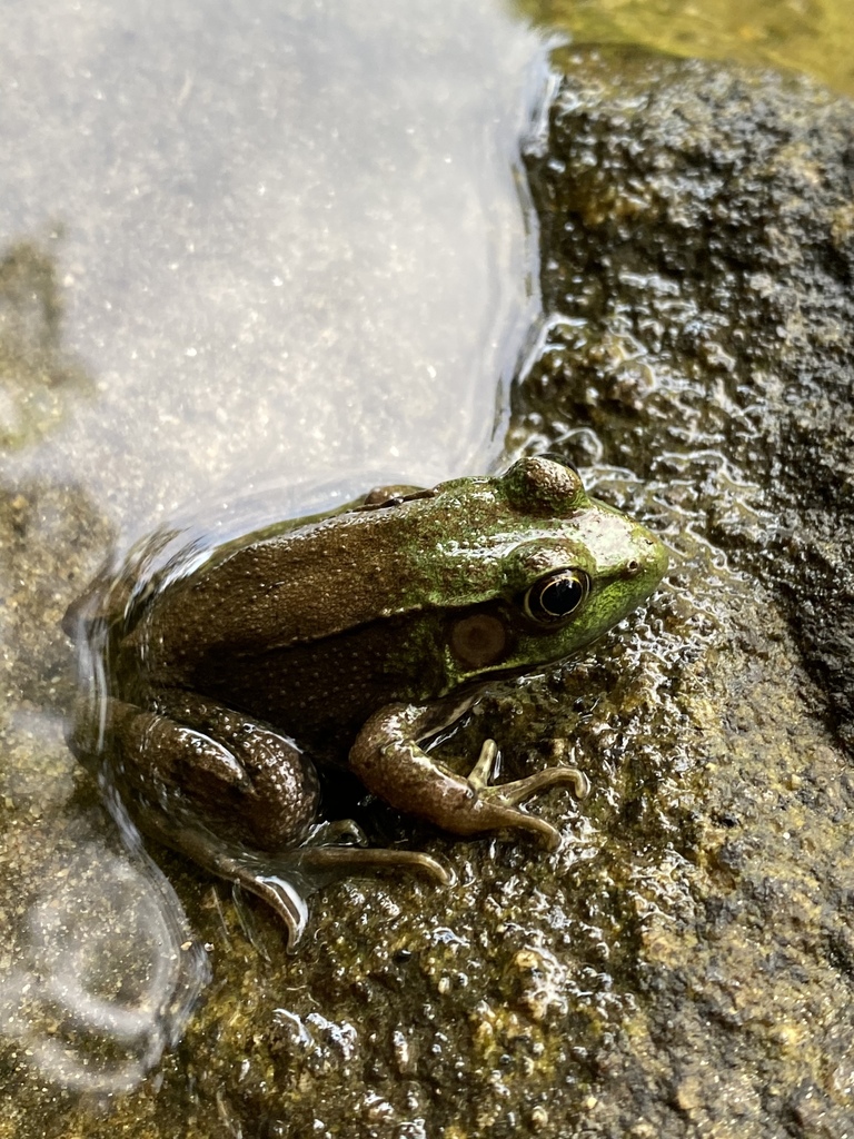 Green Frog from Mills Falls Rd, Barrington, NH, US on August 12, 2020 ...