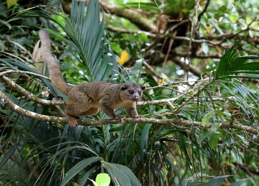 Northern Olingo (Bassaricyon gabbii) - Know Your Mammals