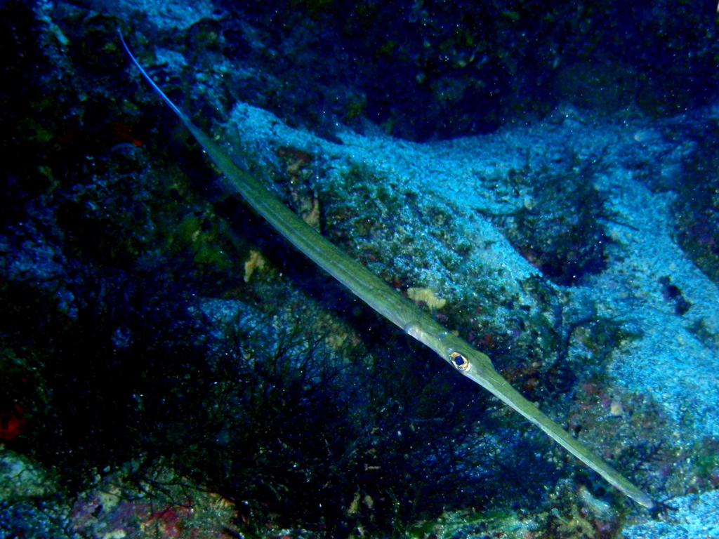 Rough Flutemouth (Marine life of the Rio Grande Valley) · iNaturalist