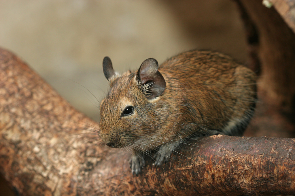 Common Degu (Octodon degus) - Know Your Mammals
