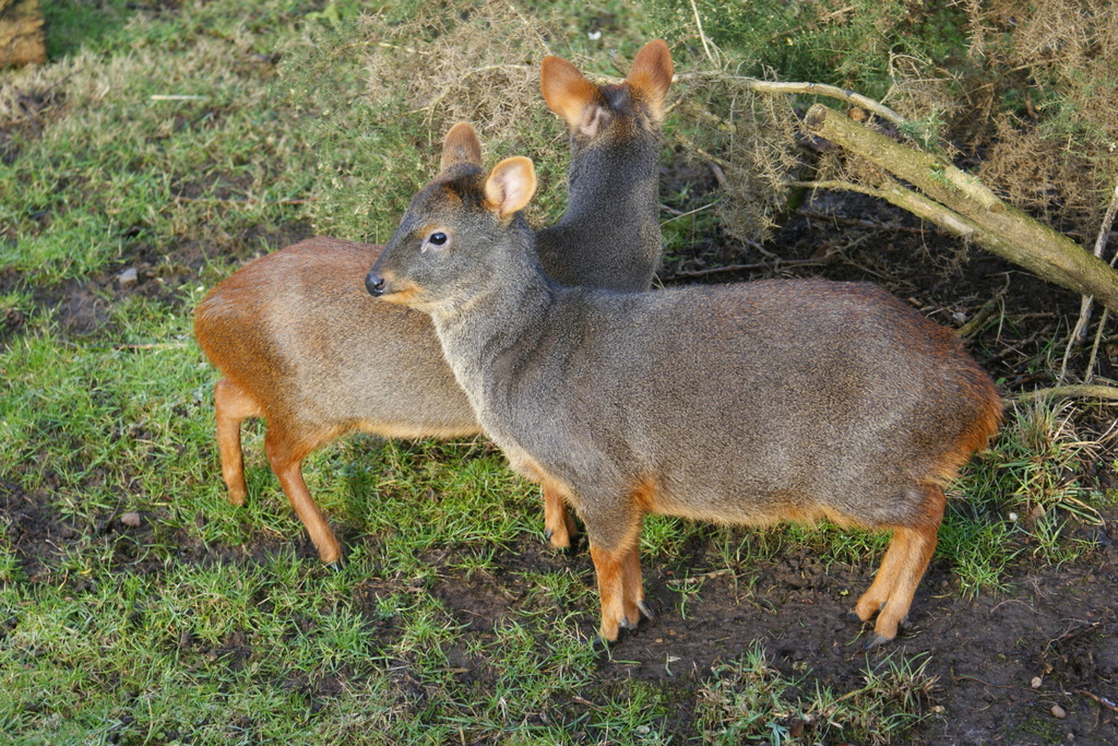 Southern Pudú (Pudu puda) - Know Your Mammals