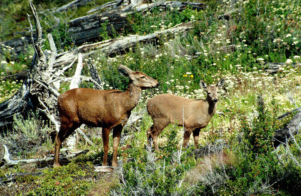 Andean Deer (Hippocamelus) - Know Your Mammals