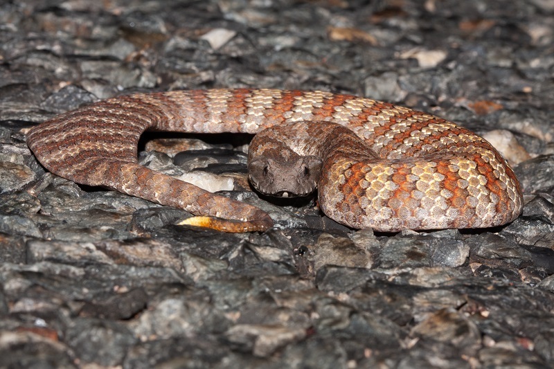 Northern Death Adder (Acanthophis praelongus) - Snakes and Lizards